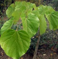 La nursery des plantes de collections | Pépinières Bellet de Ladoucette
