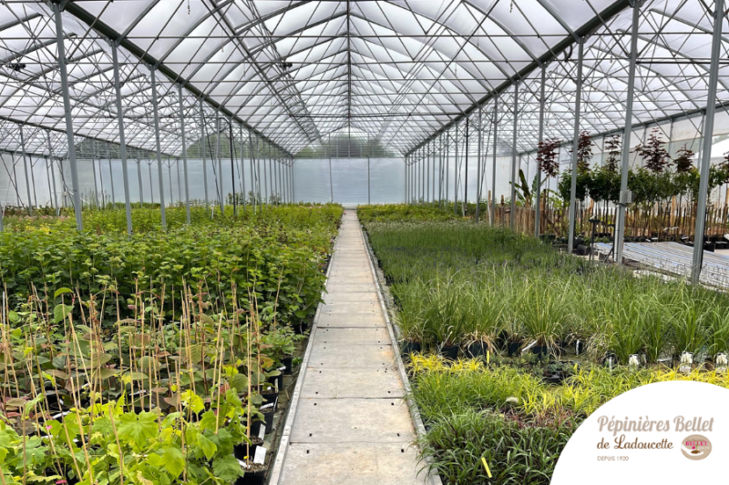 Nouvelle serre de production en Seine Maritime | Pépinières Bellet