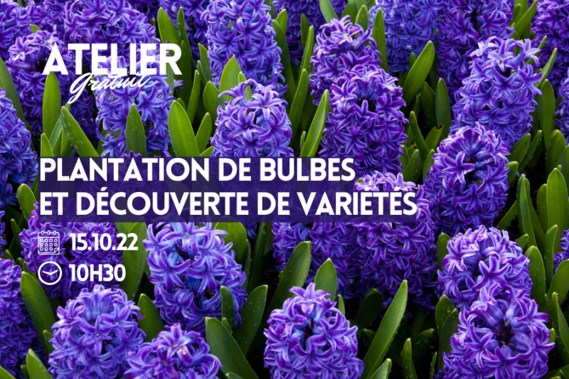 [Atelier] Plantation de bulbes | Pépinières Bellet